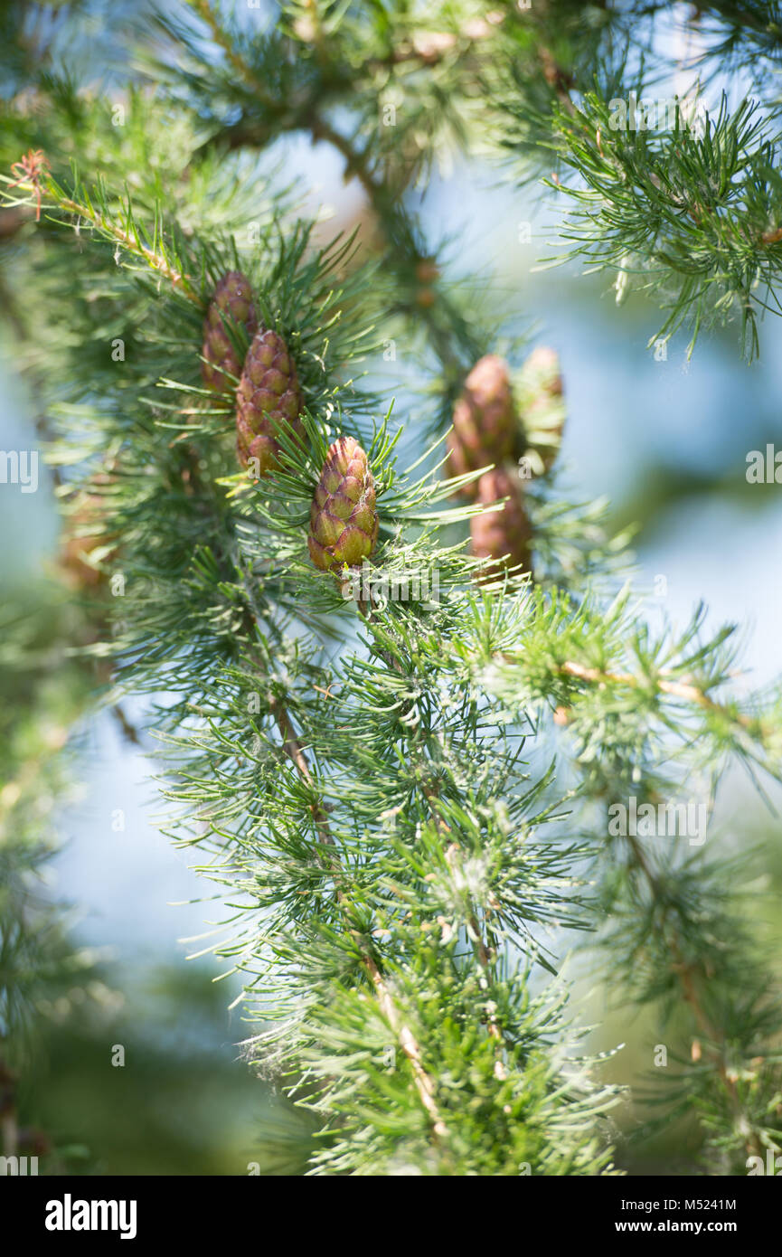 Larch seed trees hi-res stock photography and images - Alamy