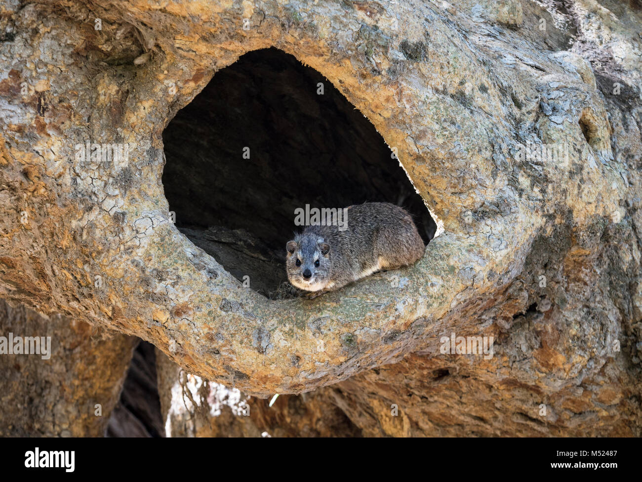 Bush hyrax (Heterohyrax brucei) sits in rock,Hawzien,Tigray,Ethiopia ...