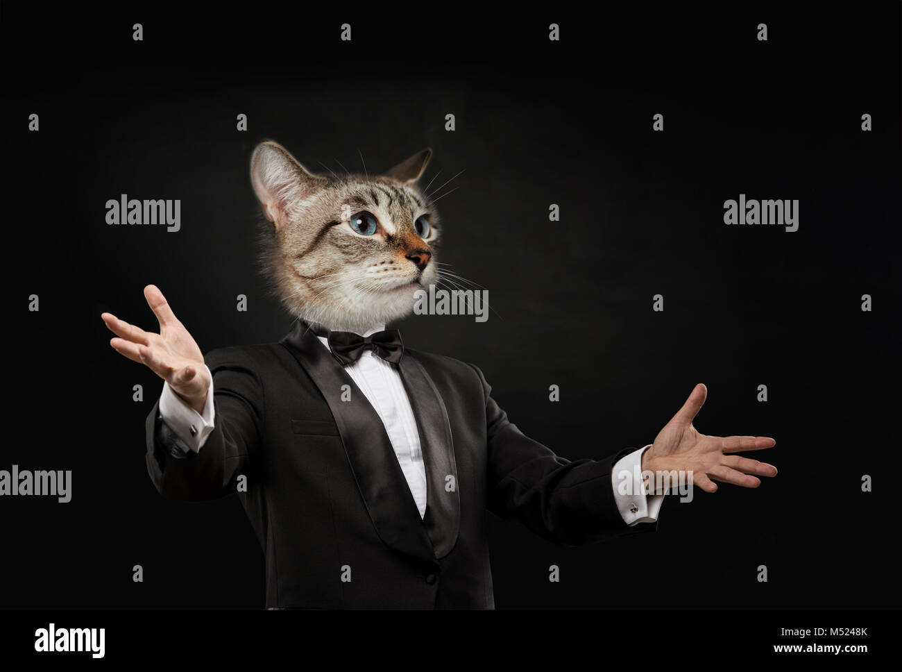 Cathead hi-res stock photography and images - Alamy