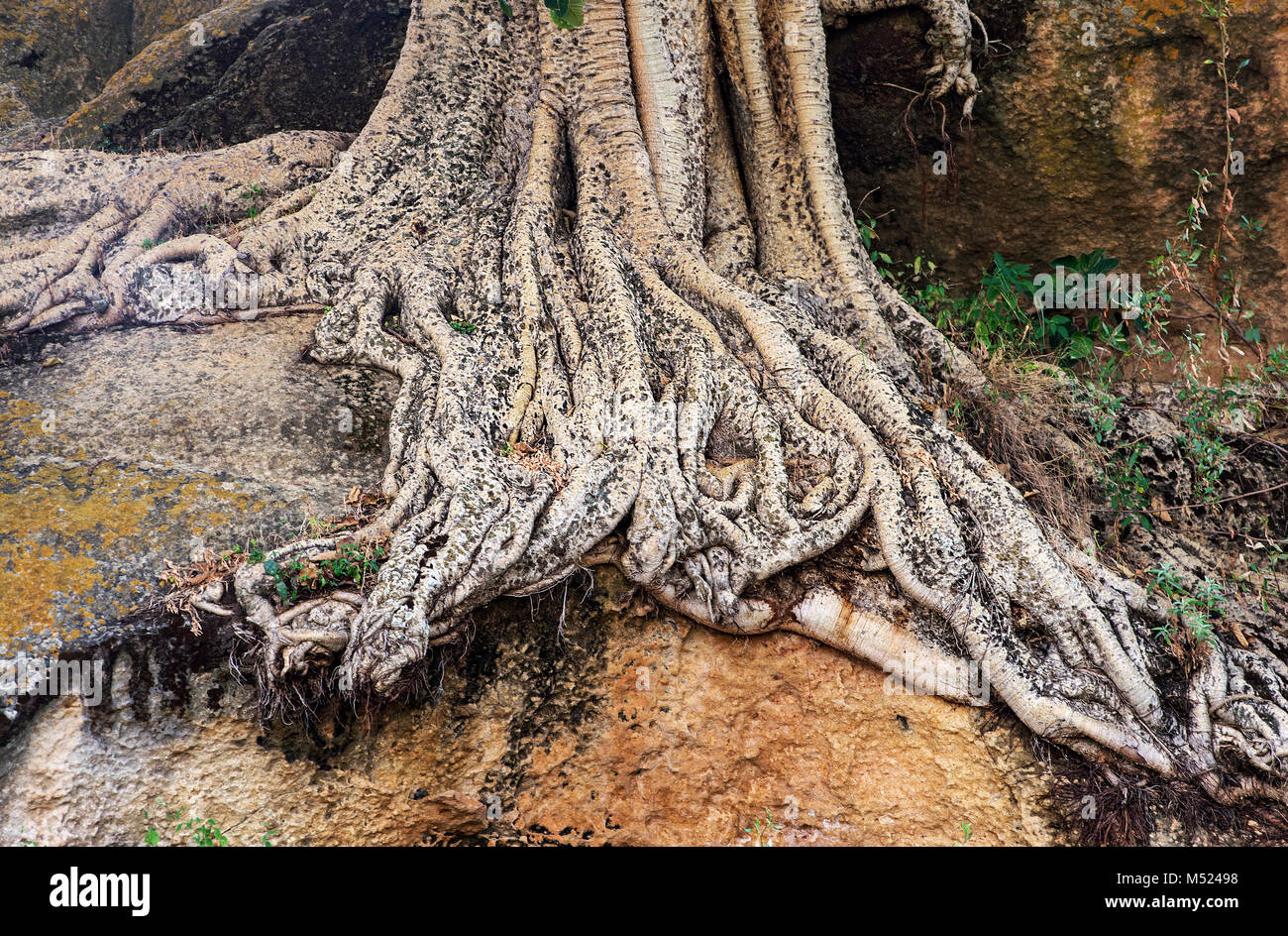 Sycamore fig hi-res stock photography and images - Alamy
