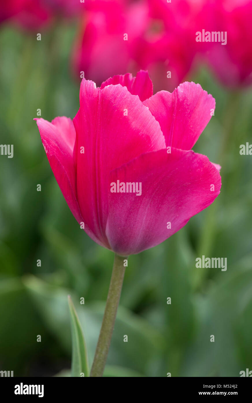 Pink Tulip blossom of Lady van Eijk,Bollenstreek,Netherlands Stock ...