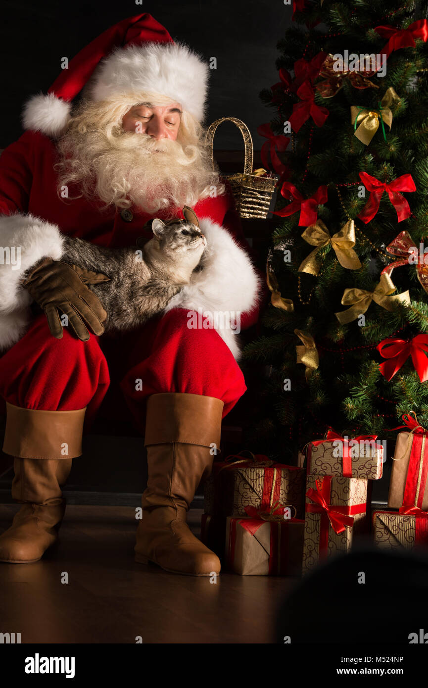 Santa Claus sitting near Christmas tree and embracing his cat. Santa at ...