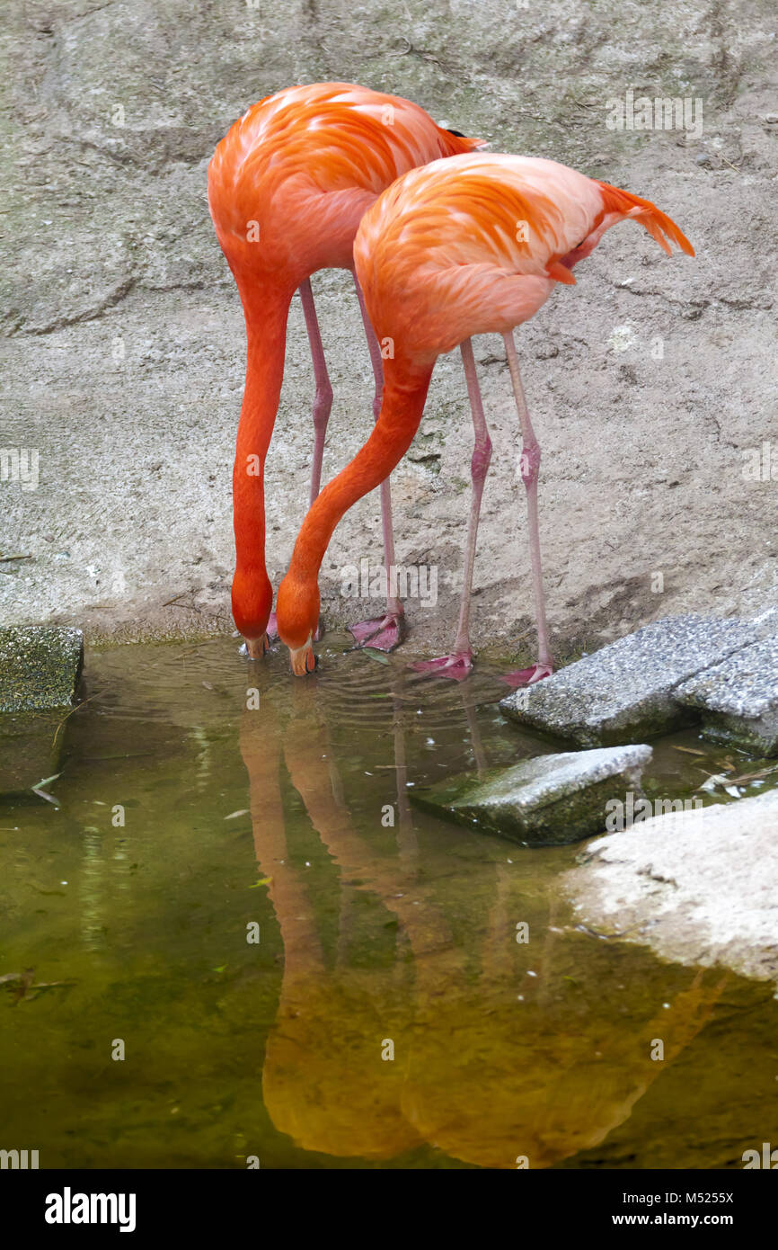 Naturalistic animal hi-res stock photography and images - Alamy