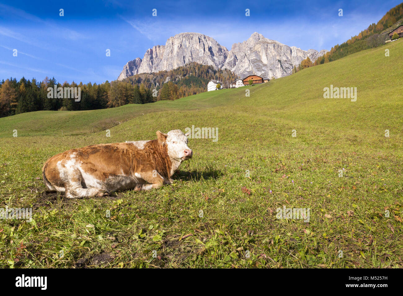 alpine cow val gardena dolomites north italy Stock Photo - Alamy