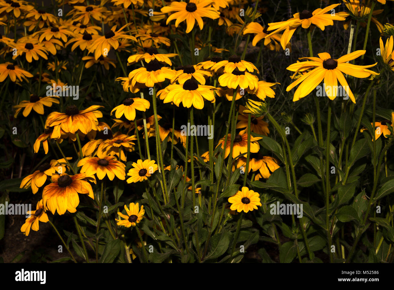 Black-Eyed Susan (Rudbeckia hirta) flowers Stock Photo - Alamy