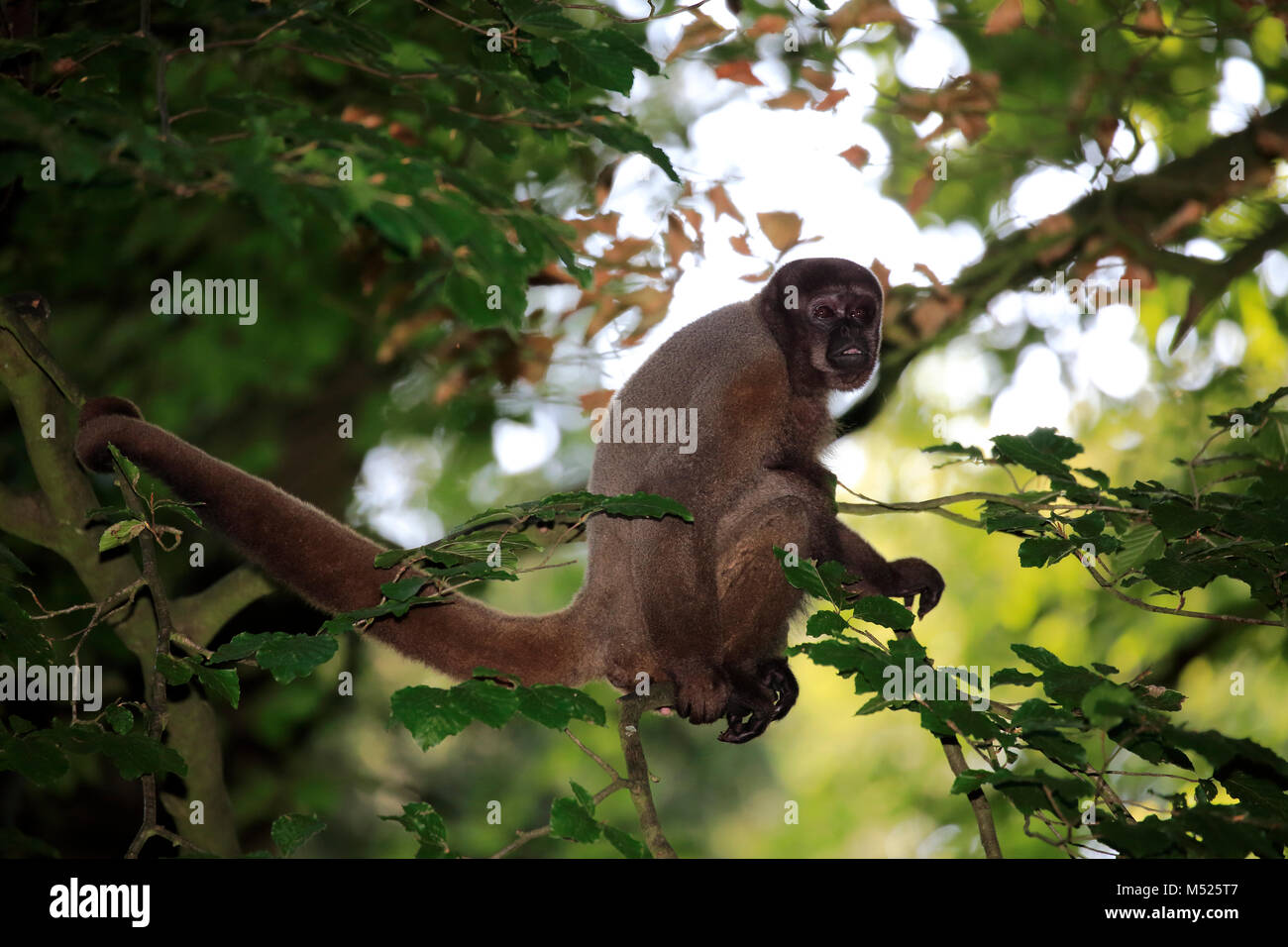Brown woolly monkey (Lagothrix lagotricha),adult,sitting in a tree ...