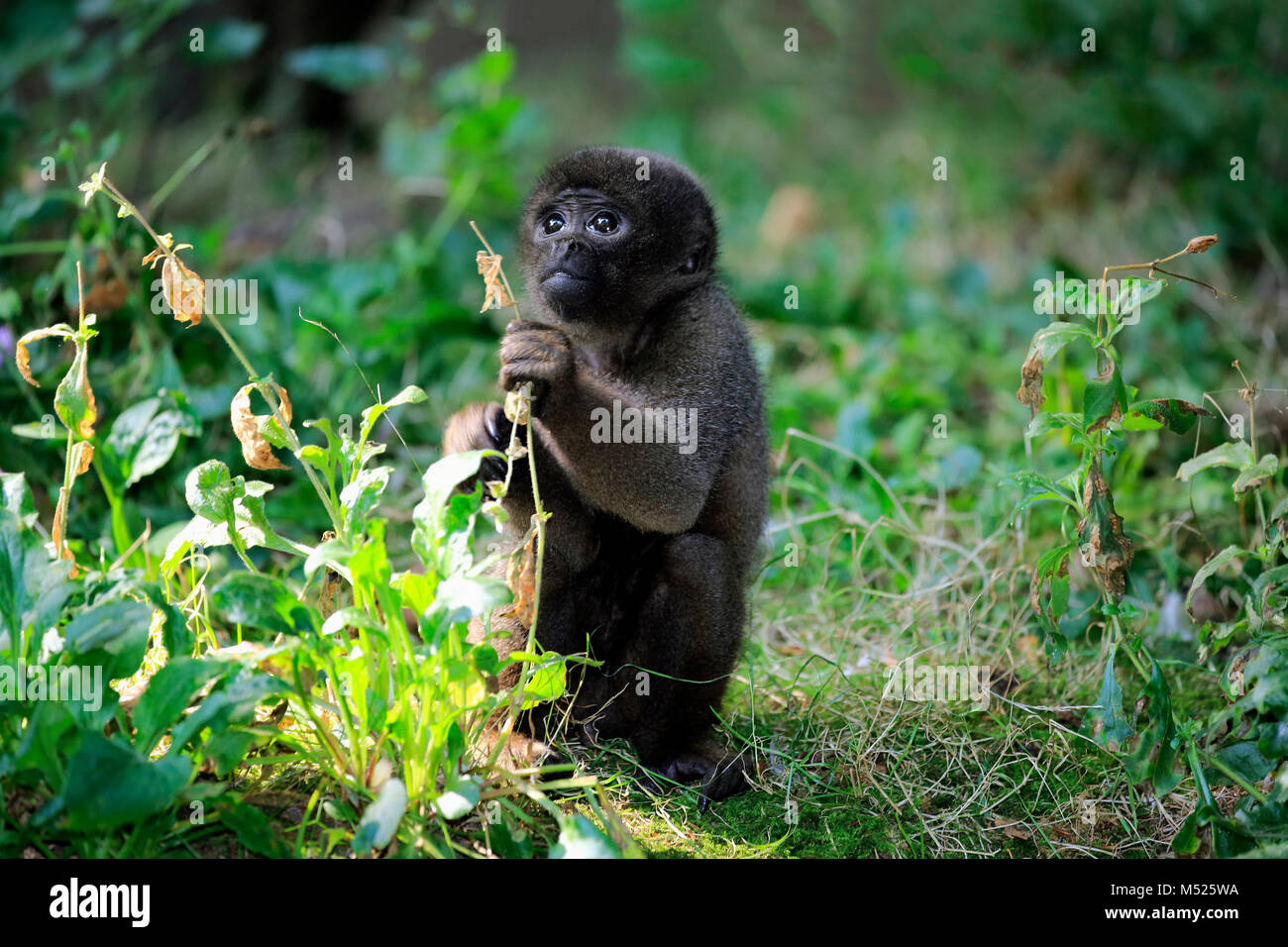 Brown woolly monkey (Lagothrix lagotricha),young animal eating,captive ...