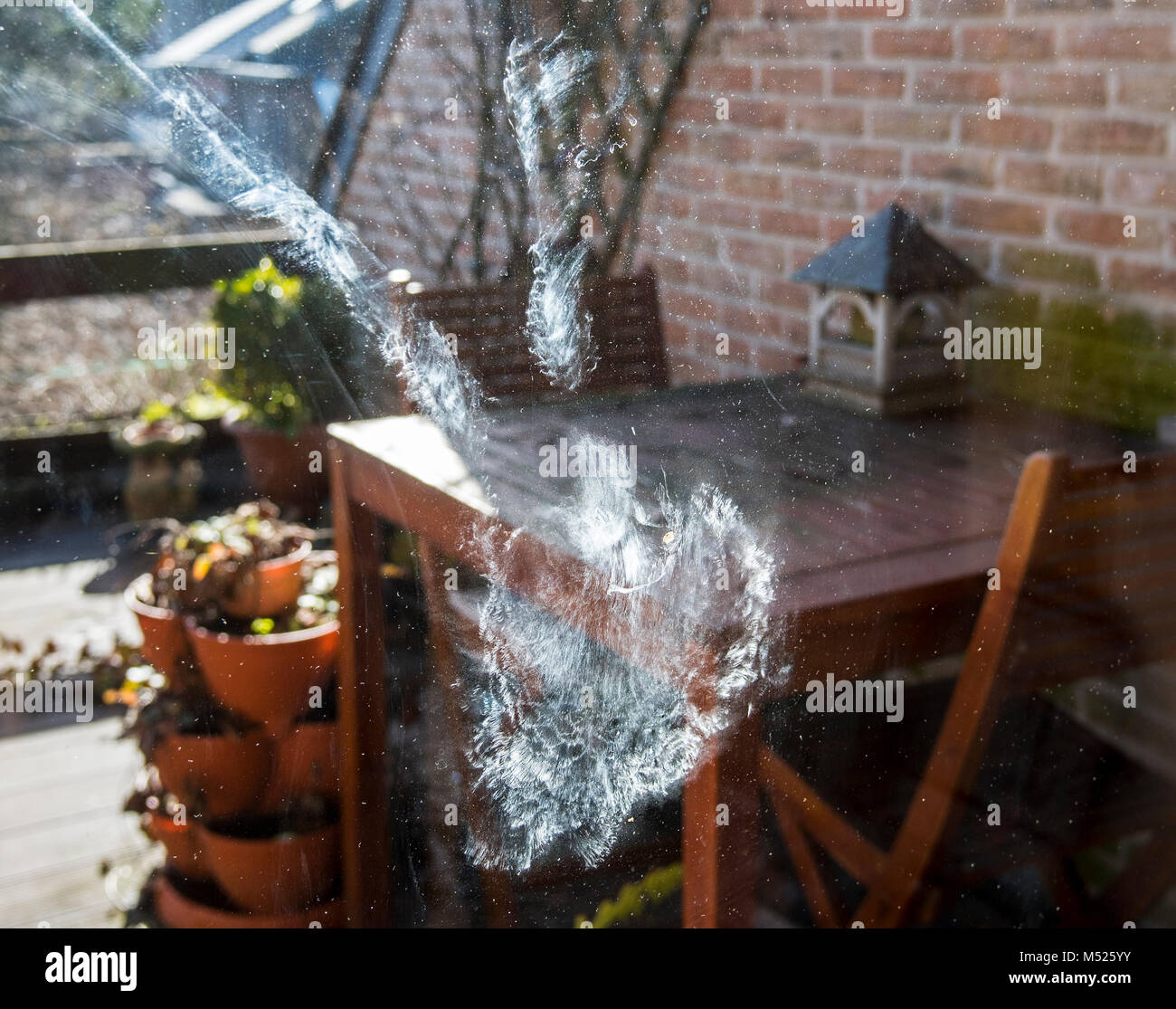 Birds collide with building hi-res stock photography and images - Alamy