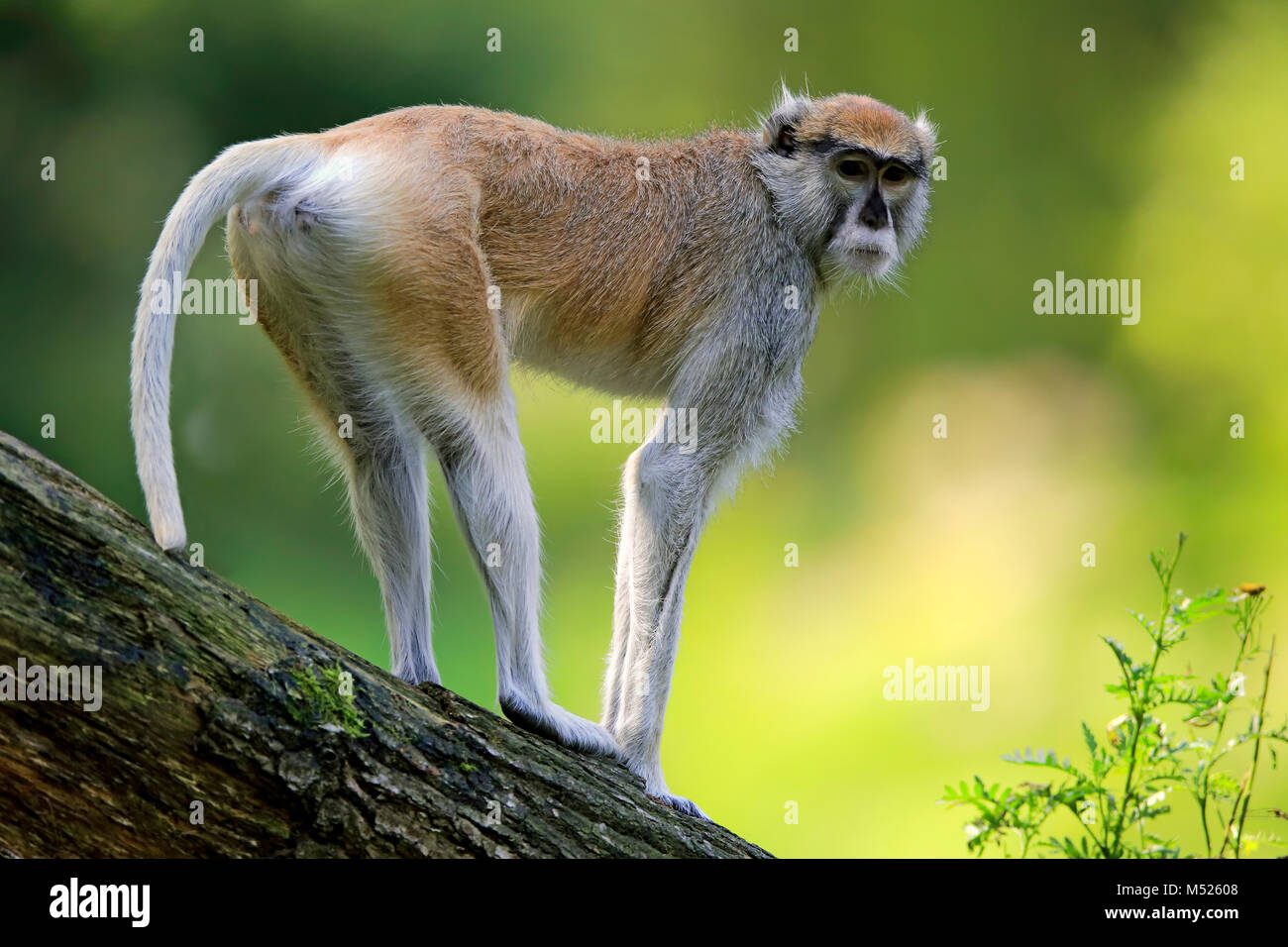 Common patas monkey (Erythrocebus patas patas),adult,standing on branch ...