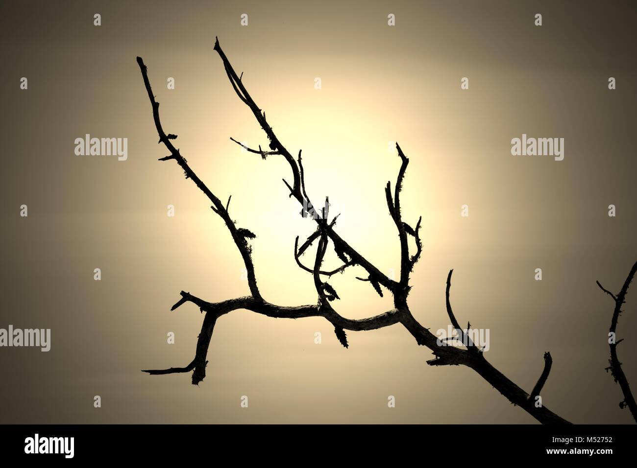 Tree branches 3 sepia Stock Photo - Alamy