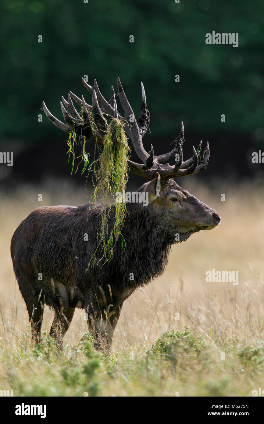 Red deer (Cervus elaphus) stag with antlers covered in mud and ...