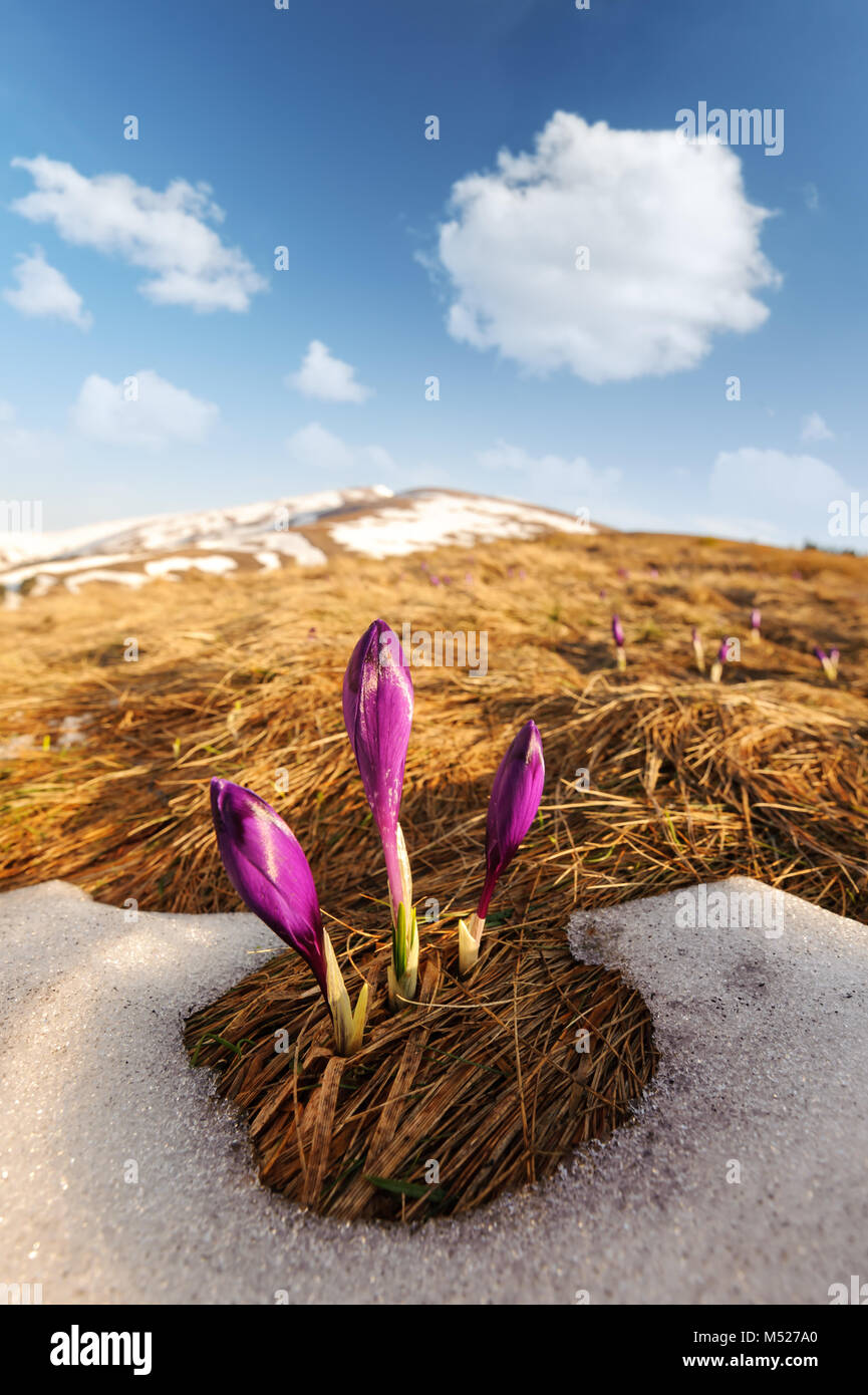 Group of crocus flower in grass Stock Photo - Alamy