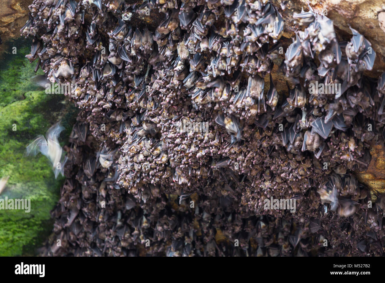 Bat population hi-res stock photography and images - Alamy