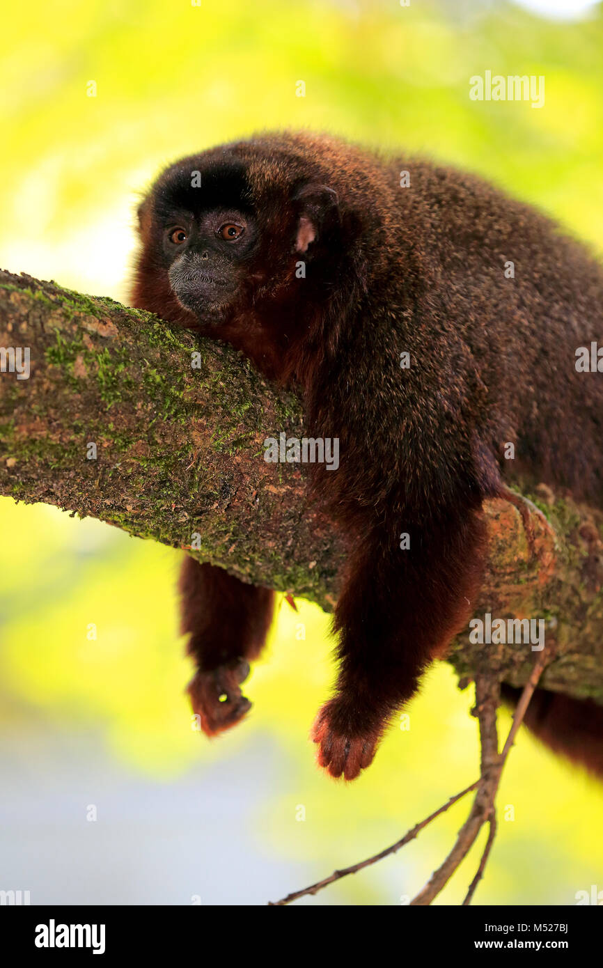 Plecturocebus cupreus hi-res stock photography and images - Alamy