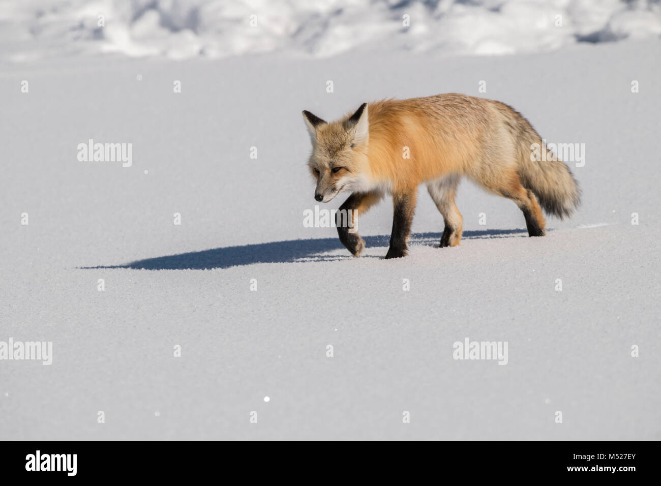 Red Fox in Winter Stock Photo - Alamy