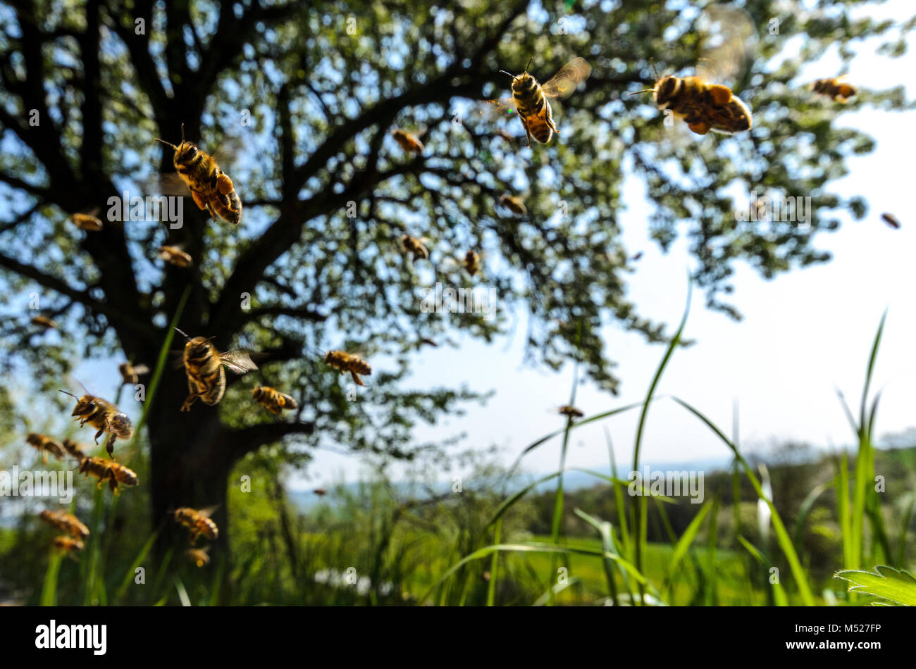 Flying over grass hi-res stock photography and images - Alamy