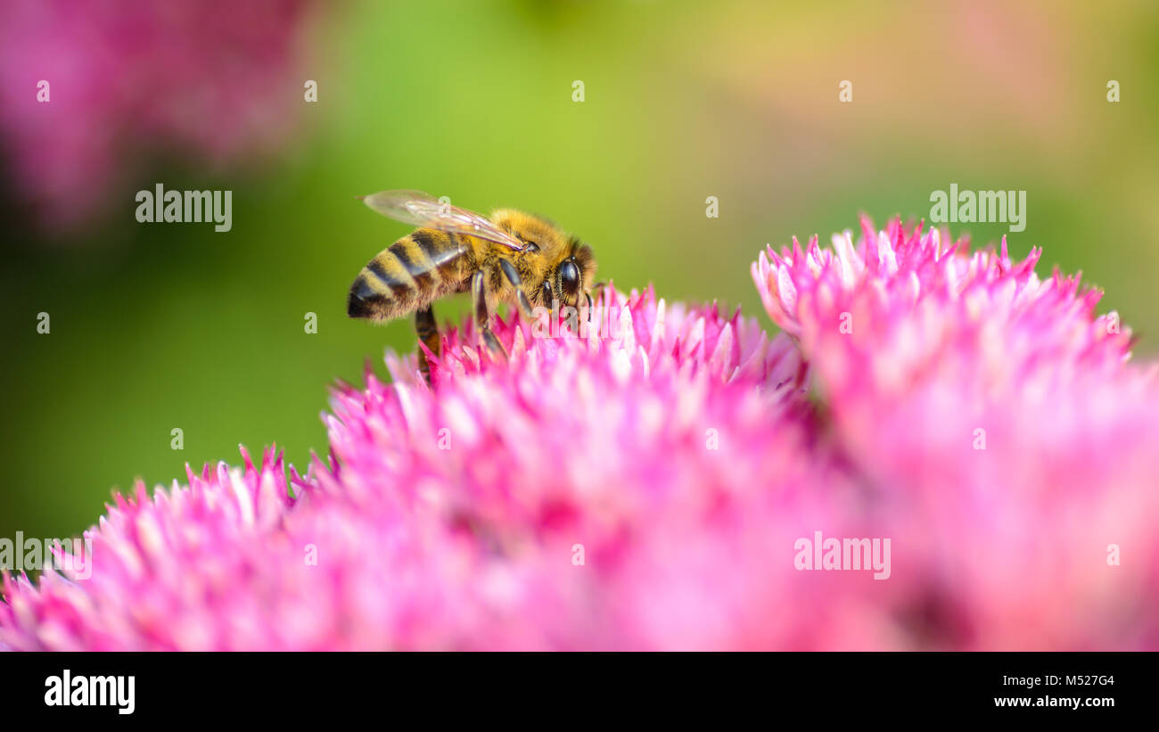 honey bee at a pink flower Stock Photo - Alamy