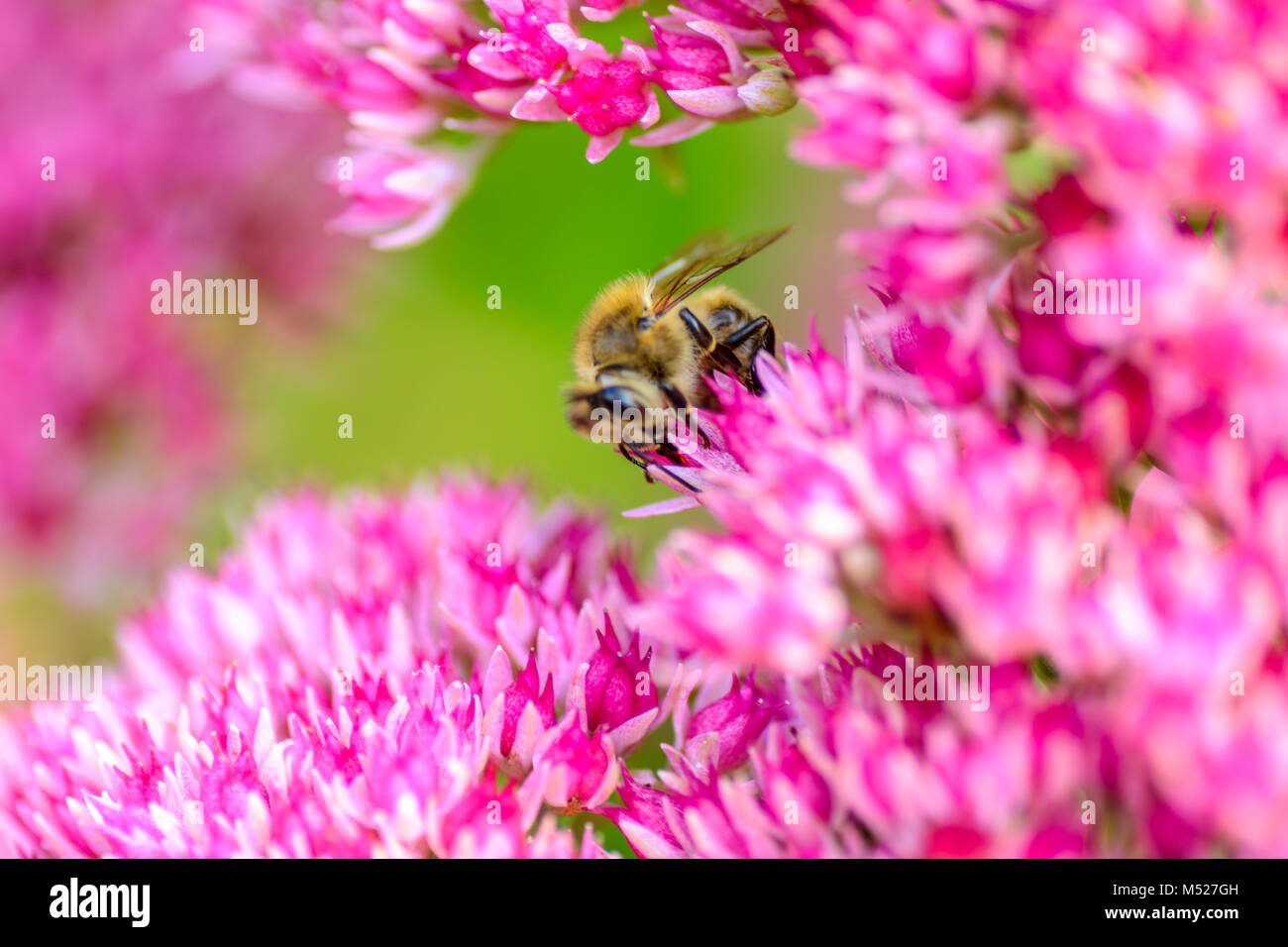 bee at a pink flower Stock Photo - Alamy