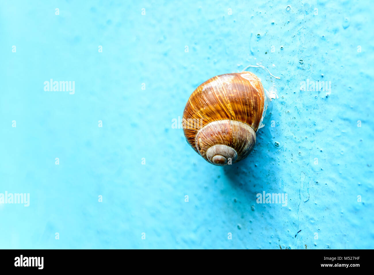 shell helix snail Stock Photo - Alamy