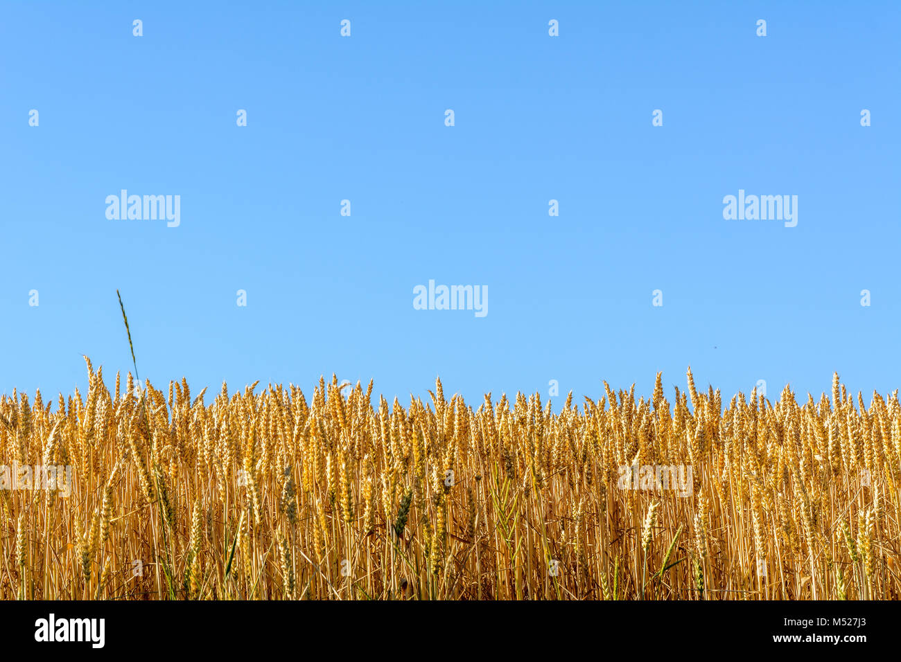 corn crop field with blue sky Stock Photo - Alamy