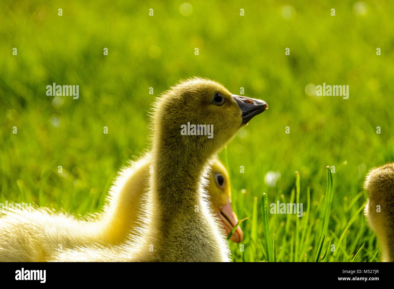 baby goose in meadow Stock Photo - Alamy