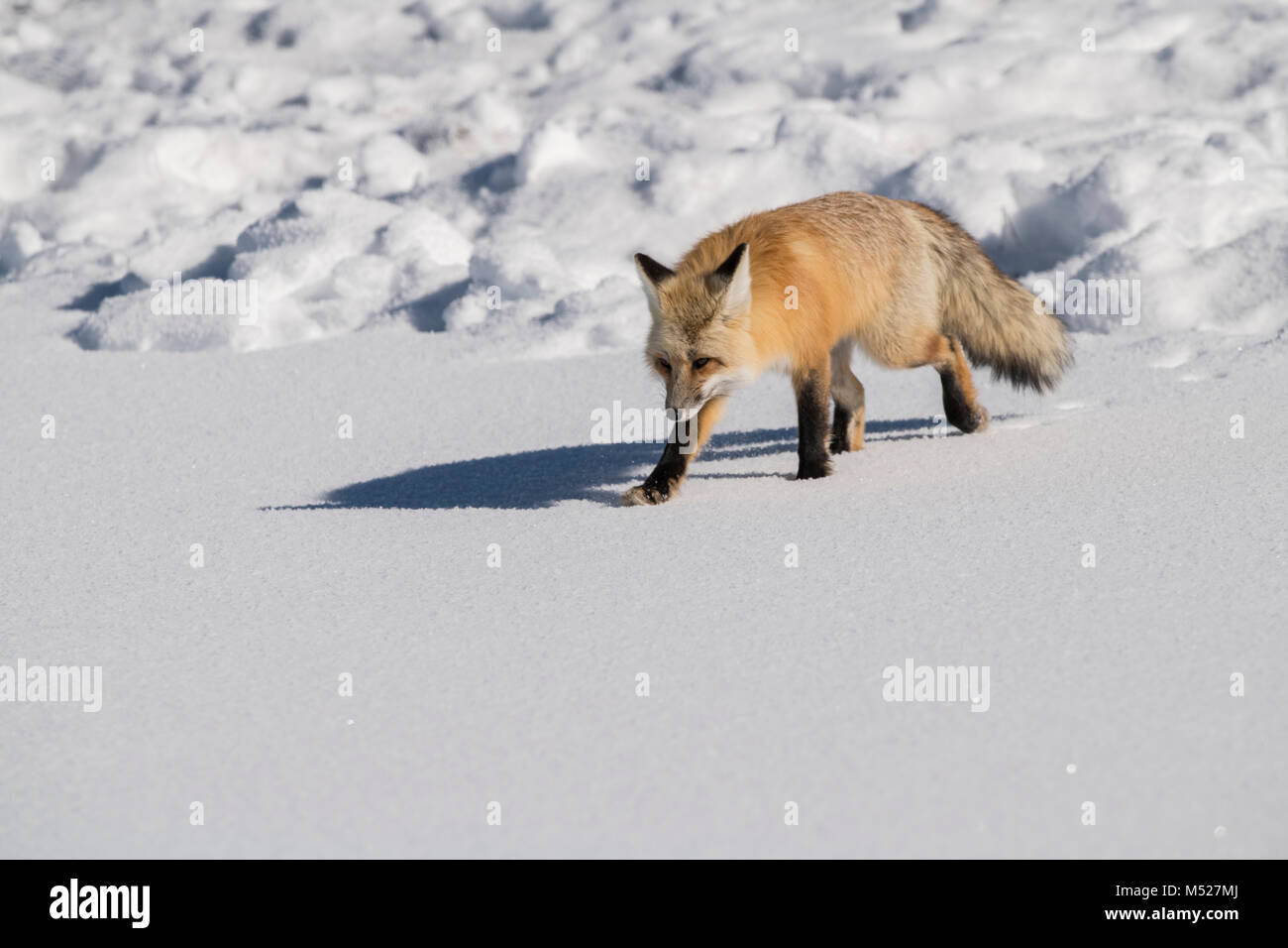 Red Fox in Winter Stock Photo - Alamy