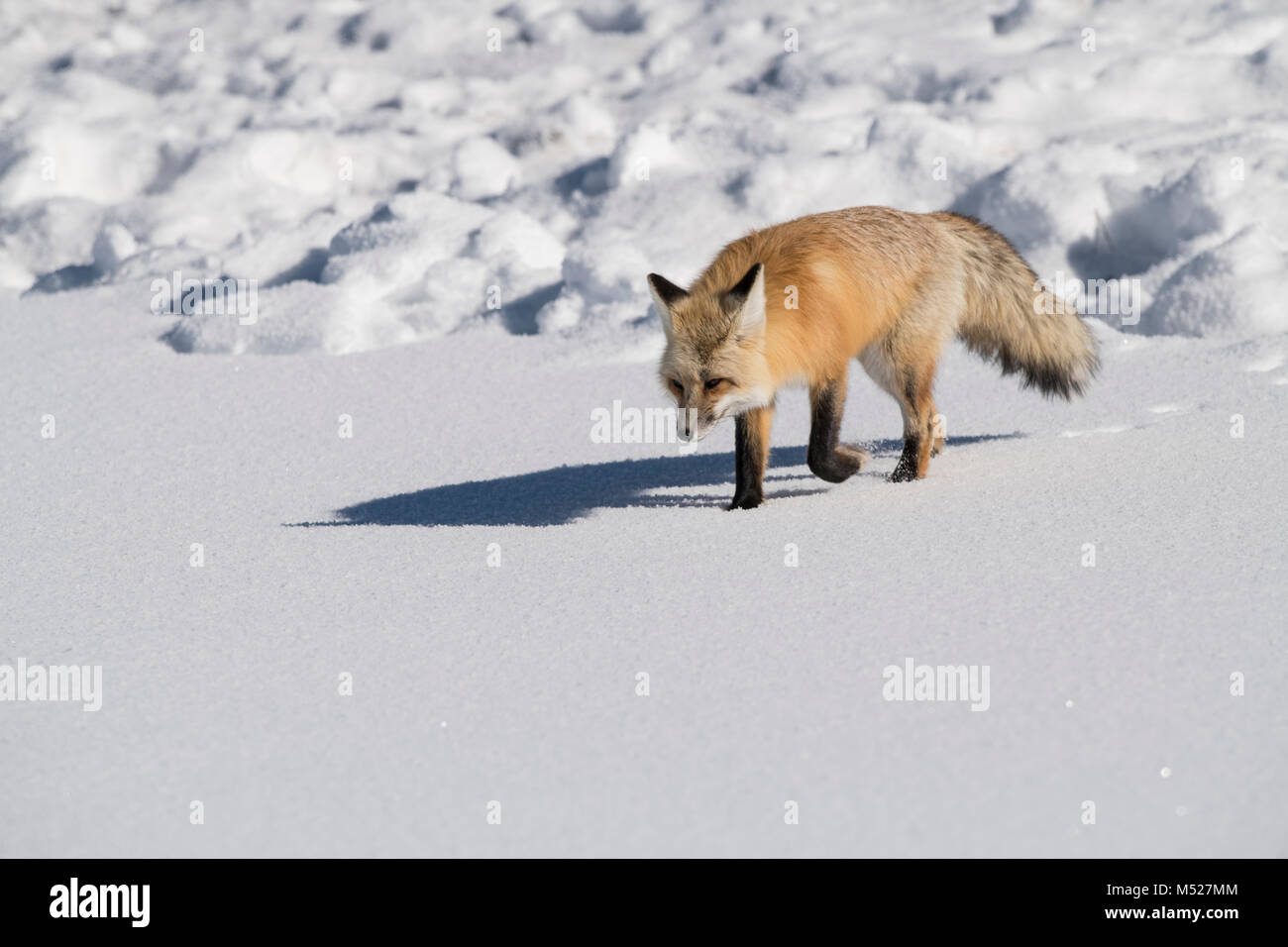 Red Fox in Winter Stock Photo - Alamy