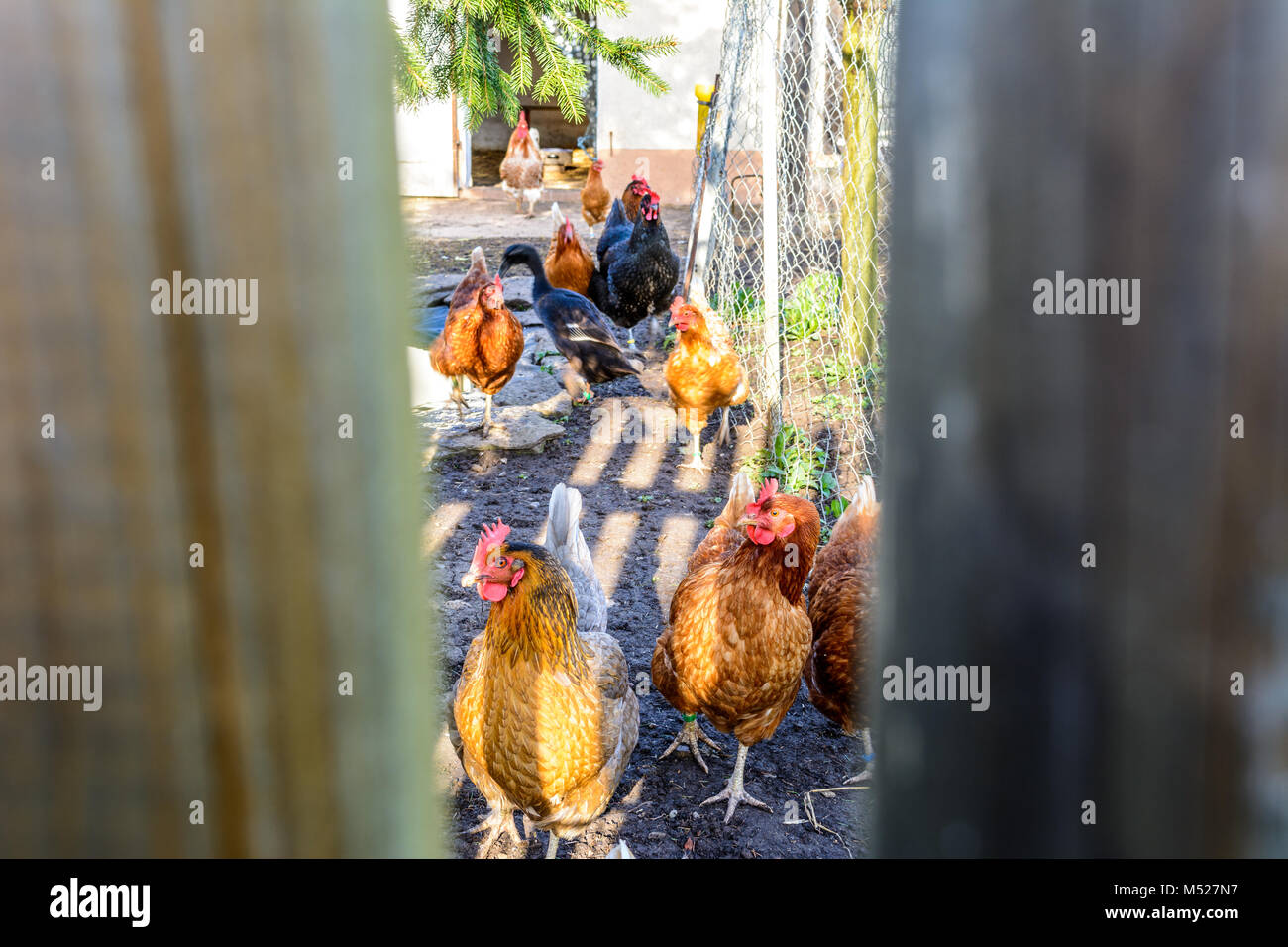 chicken in the yard Stock Photo - Alamy