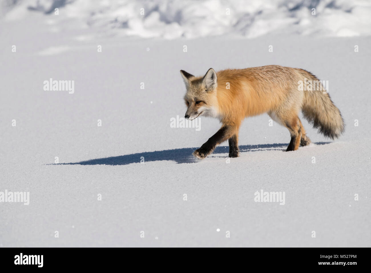 Red Fox in Winter Stock Photo - Alamy