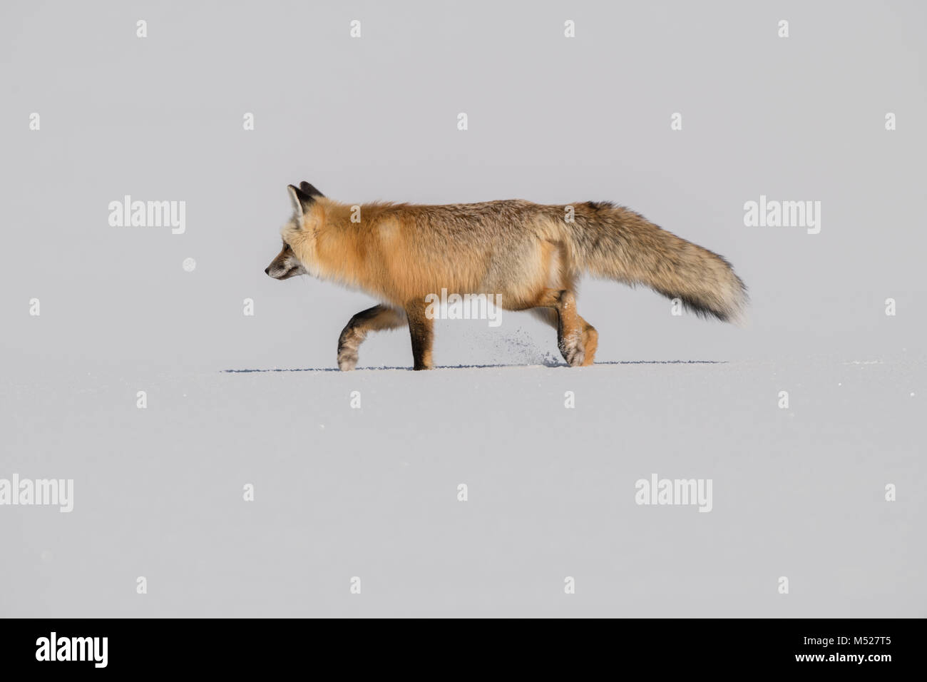 Red Fox in Winter Stock Photo - Alamy