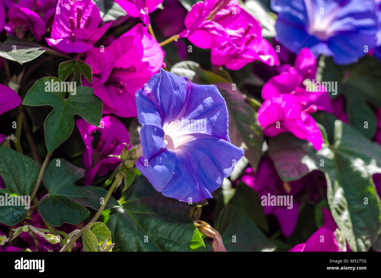 Violet blue Morning Glory bloom in a background of bright fuchsia pink ...