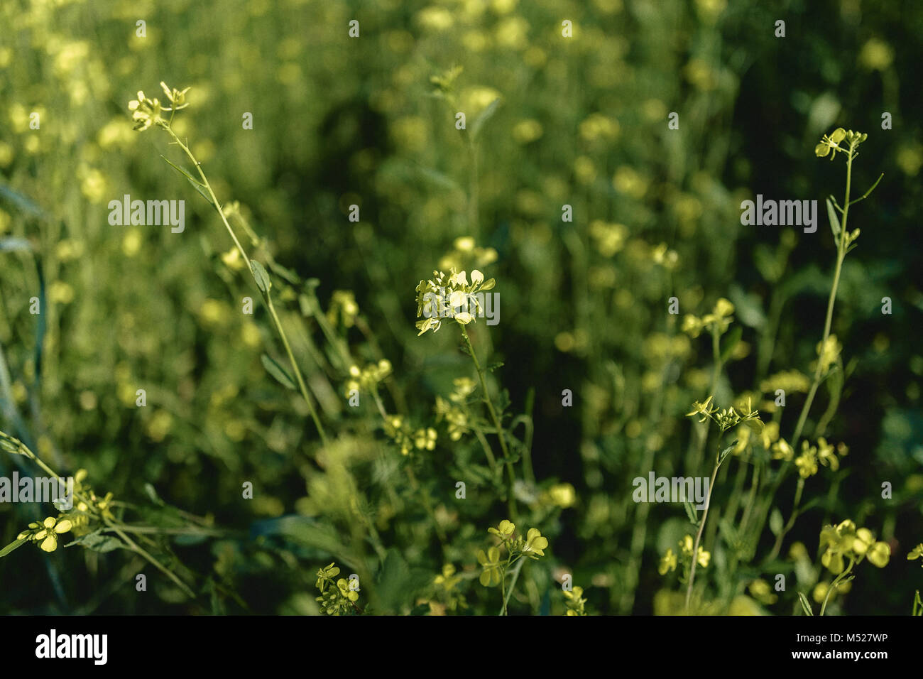 small yellow flowers on the field Stock Photo - Alamy