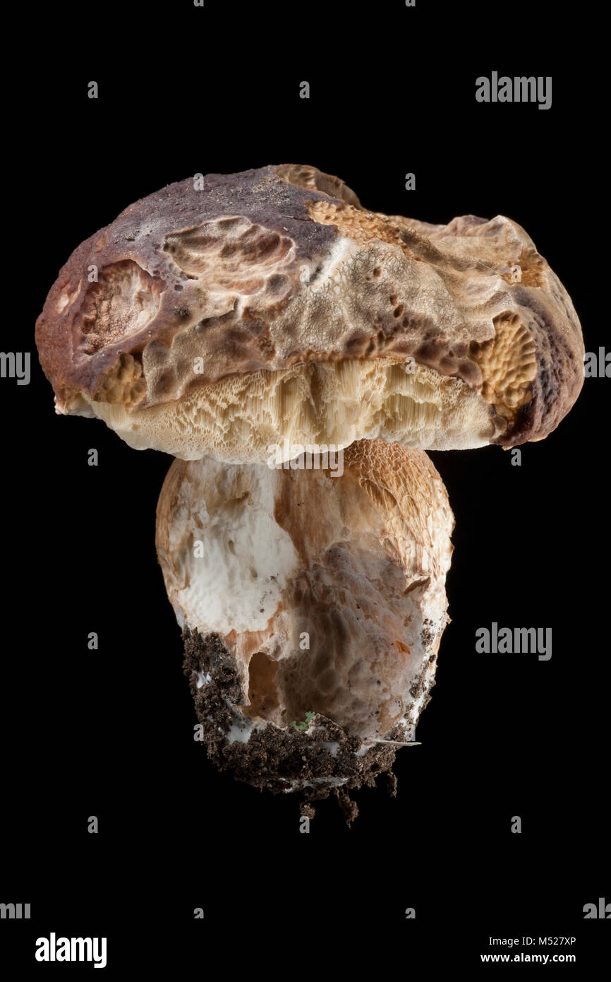Studio picture of a single cep or penny bun fungi, Boletus edulis, on ...