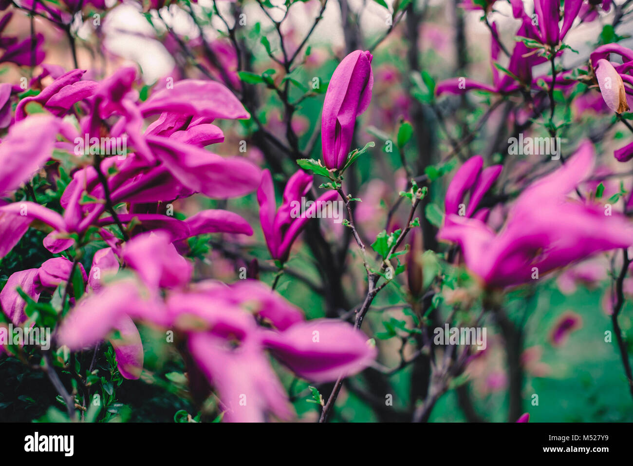 Purple magnolia hi-res stock photography and images - Alamy