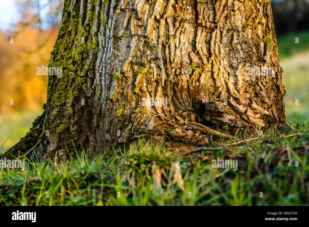 tree root grass Stock Photo - Alamy