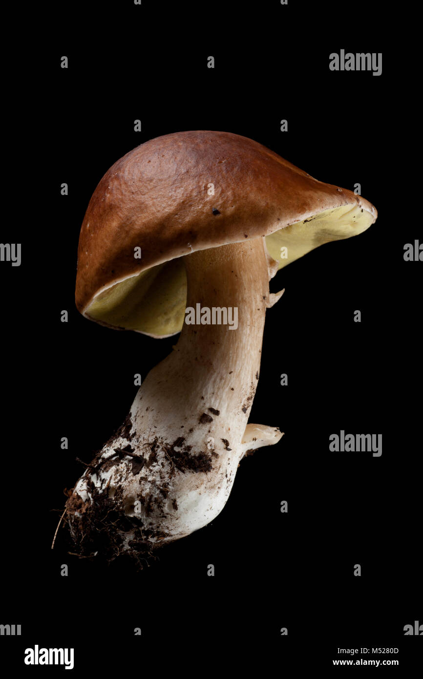 Studio picture of a single cep or penny bun fungus, Boletus edulis, on ...