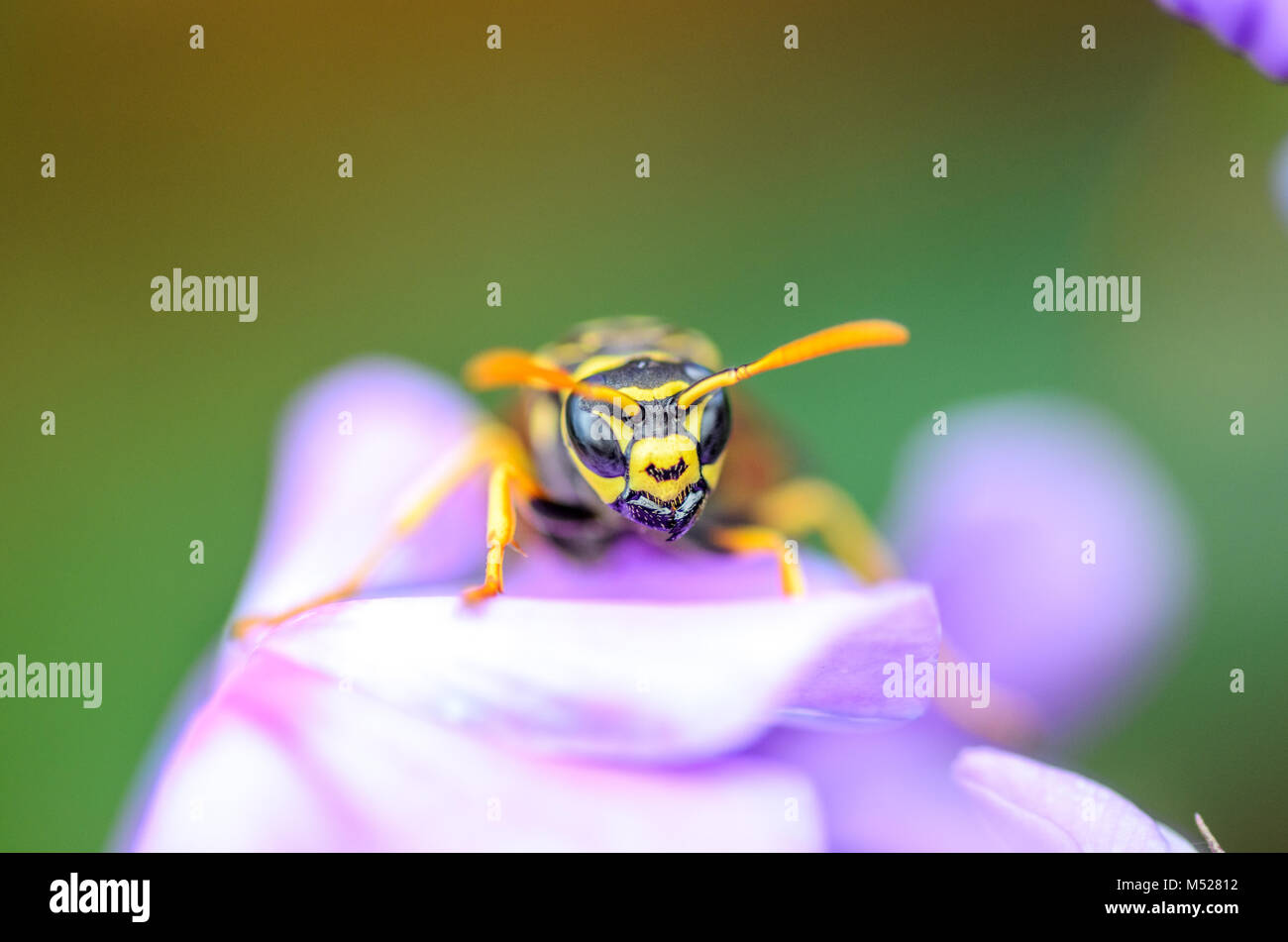 wasp closeup on violet flower Stock Photo - Alamy