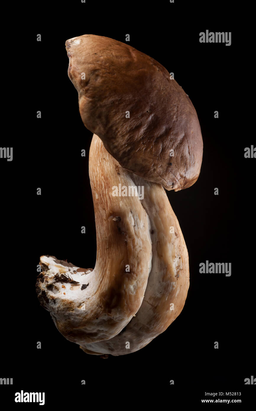 Studio picture of a single cep or penny bun fungi on black background ...
