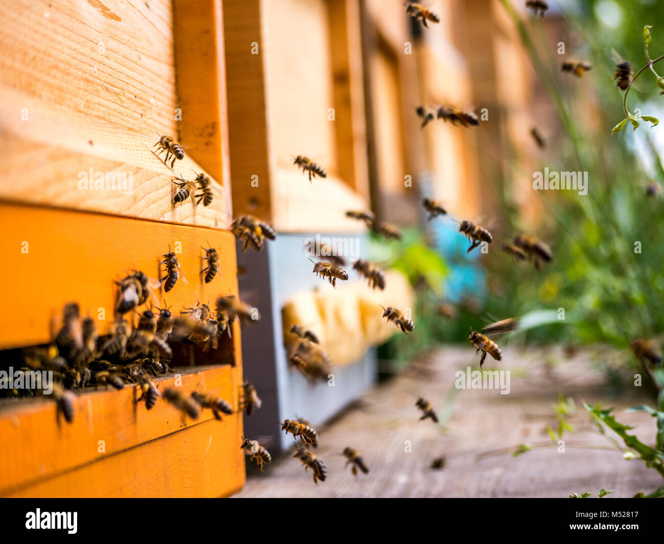 bees coming home with nectar Stock Photo - Alamy