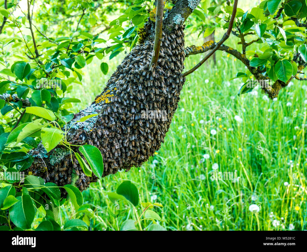 bee swarm in a tree Stock Photo - Alamy