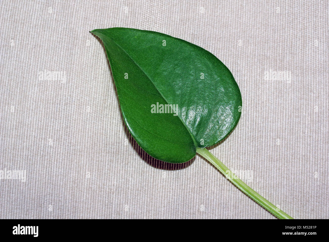 Leaf of pothos (Epipremnum aureum Stock Photo - Alamy