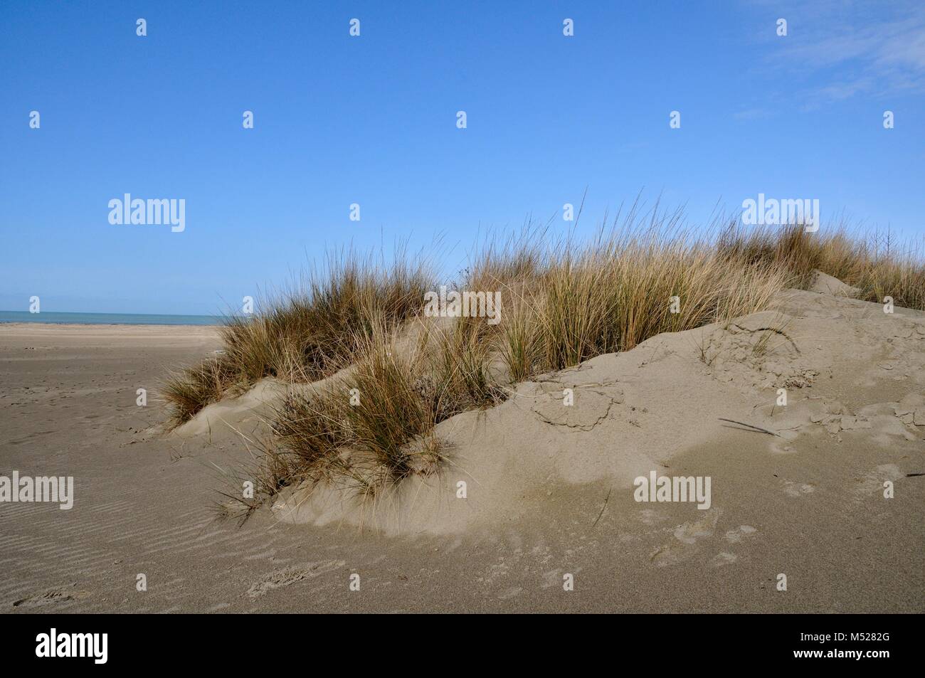 Beachside vegetation hi-res stock photography and images - Alamy