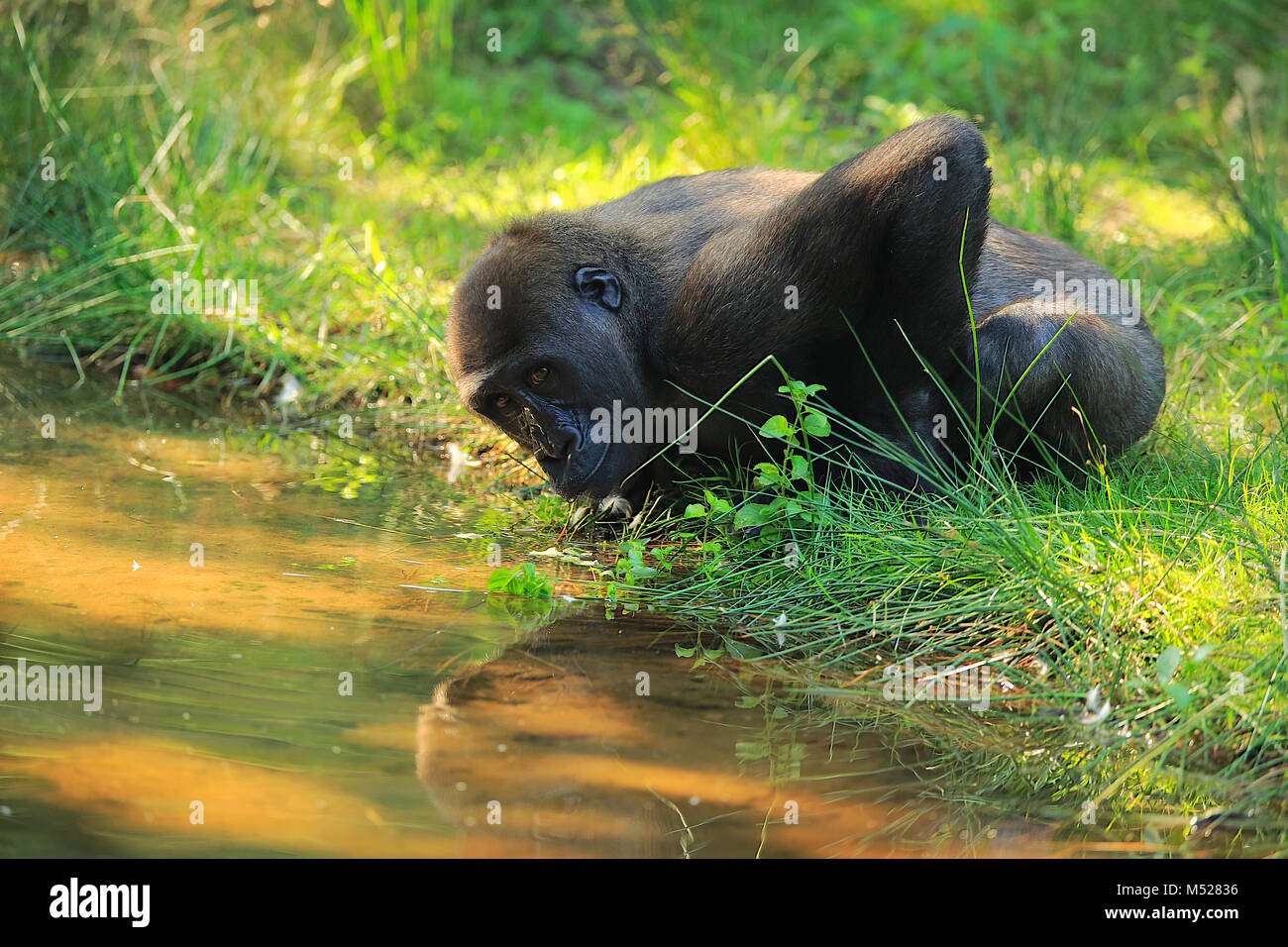 Western lowland gorilla (Gorilla gorilla gorilla),adult,drinking water ...