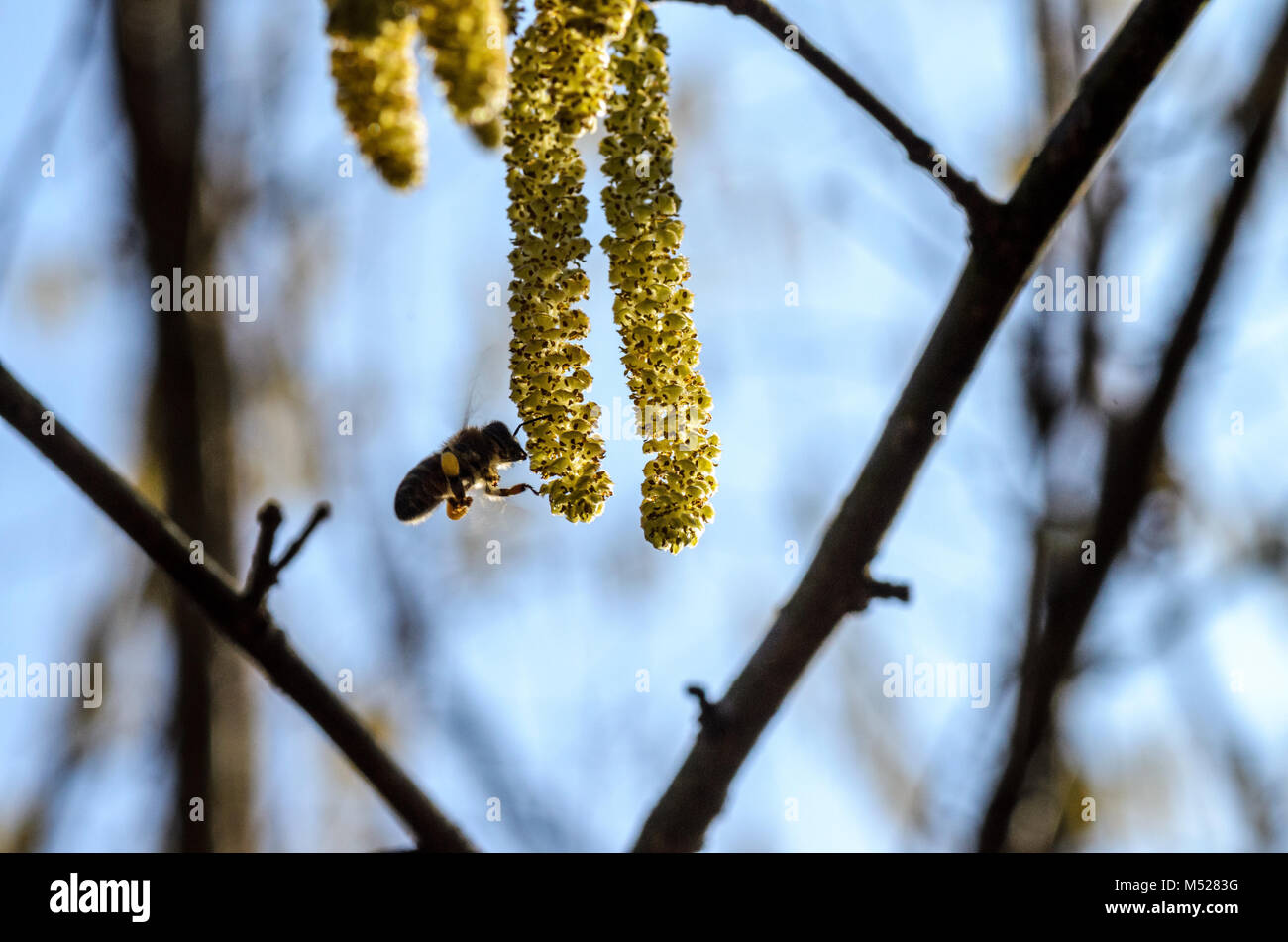 bee at a hazel collection first pollen Stock Photo - Alamy