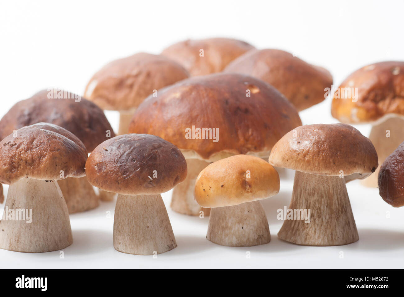 Cep or penny bun fungi, studio pictures on white background. Hampshire ...