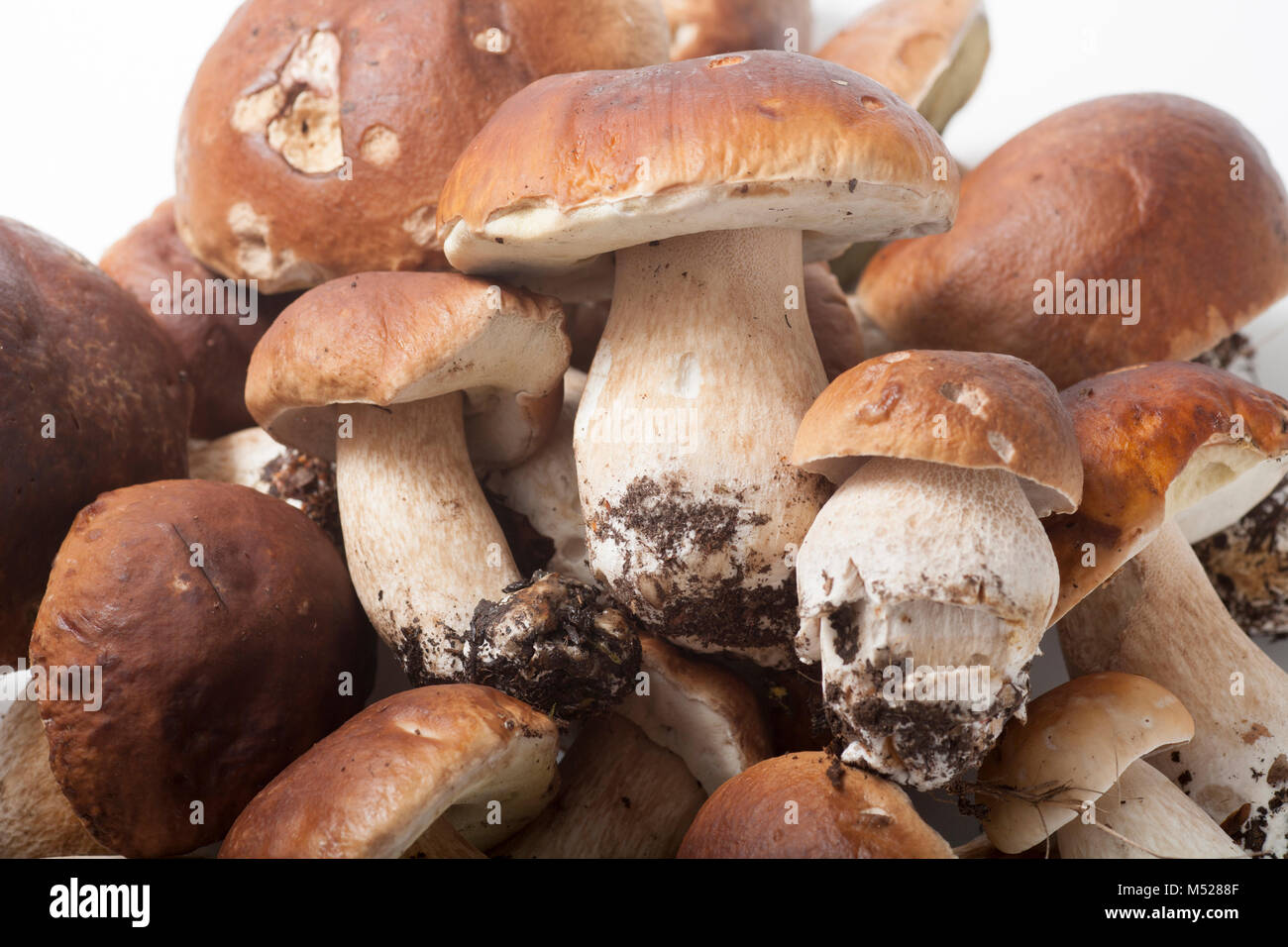 Cep or penny bun fungi, studio pictures on white background. Hampshire ...