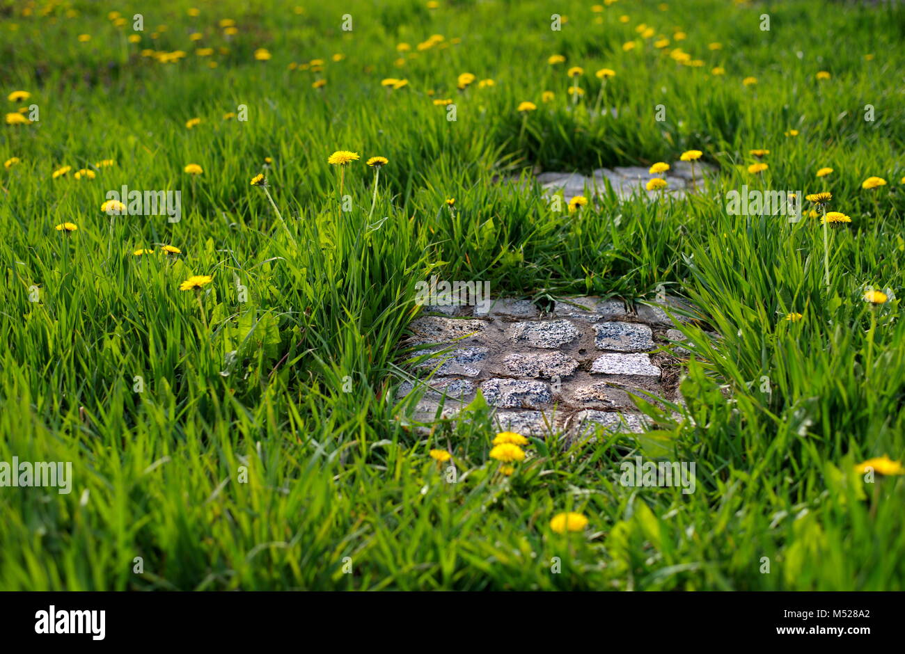 Pavement tiles on the lawn Stock Photo - Alamy