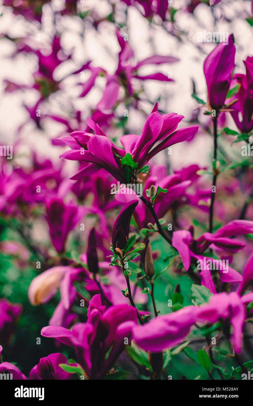 Purple magnolia hi-res stock photography and images - Alamy