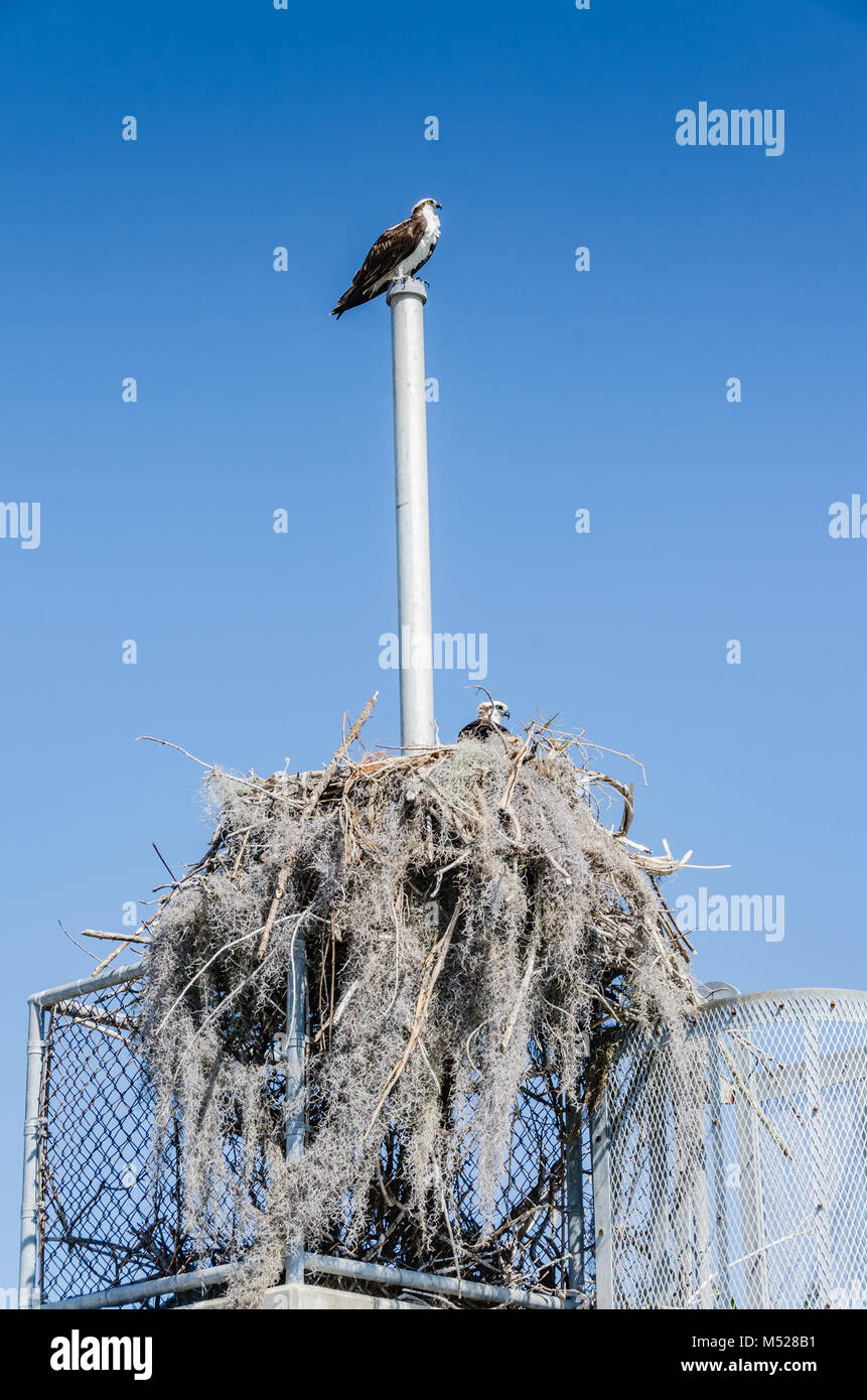 Mating on nest raptor hi-res stock photography and images - Alamy