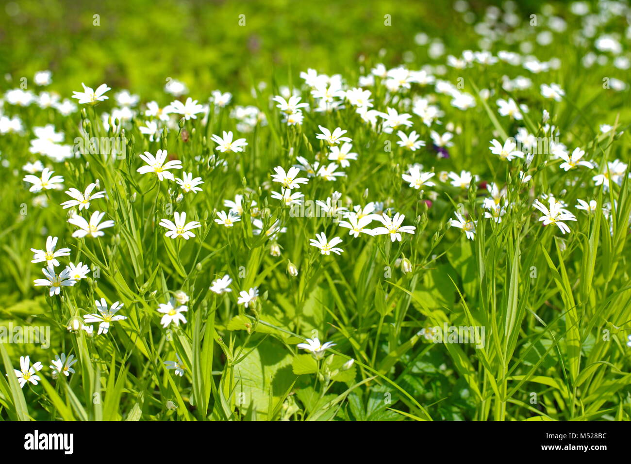 Field of white wildflowers Stock Photo - Alamy